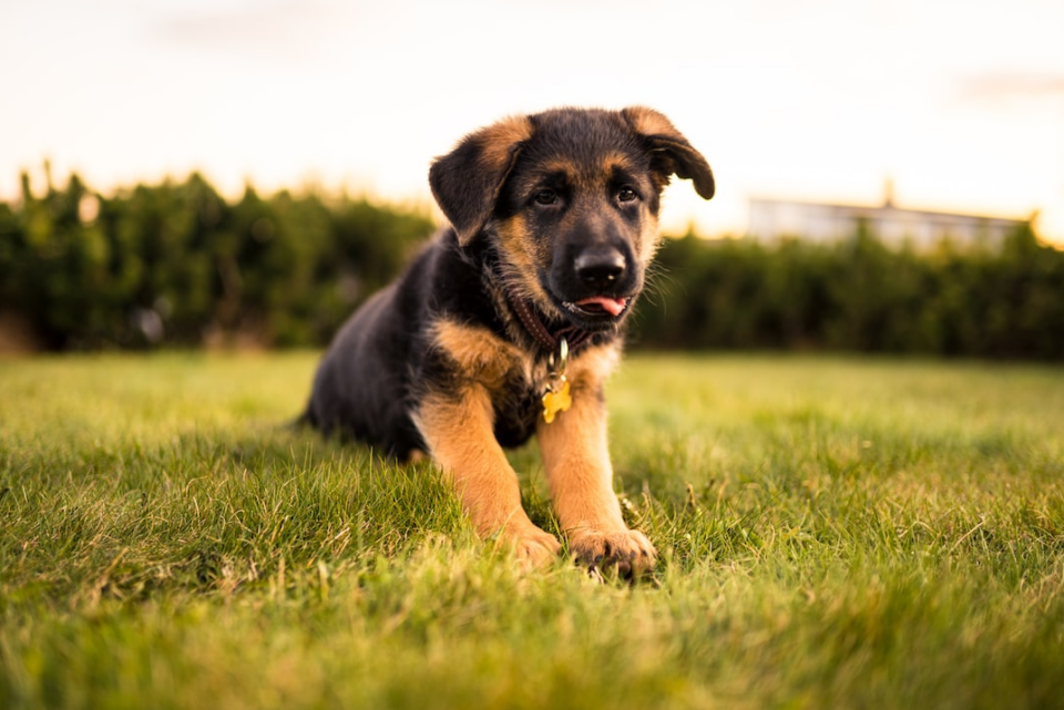9 Daily German Shepherd Exercise Routines For Perfect Health