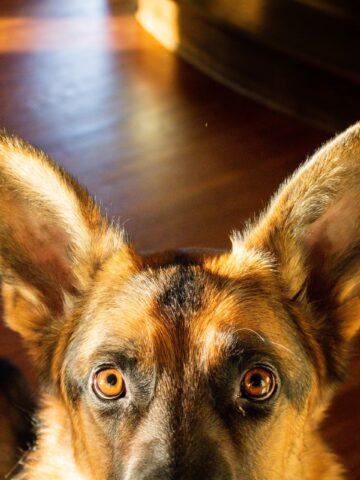 Canine Eyes Health: Expert Tips for Dog Eye Care and Health | Anything ...