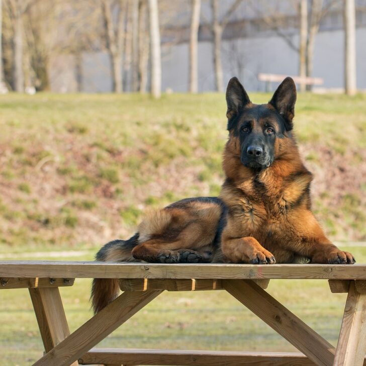 Panda German Shepherd: Breed Information & Facts To Know