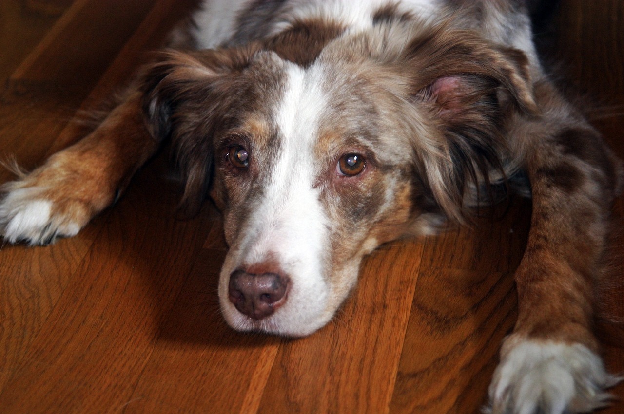 Do Mom Dogs Get Sad When Their Puppies Leave?