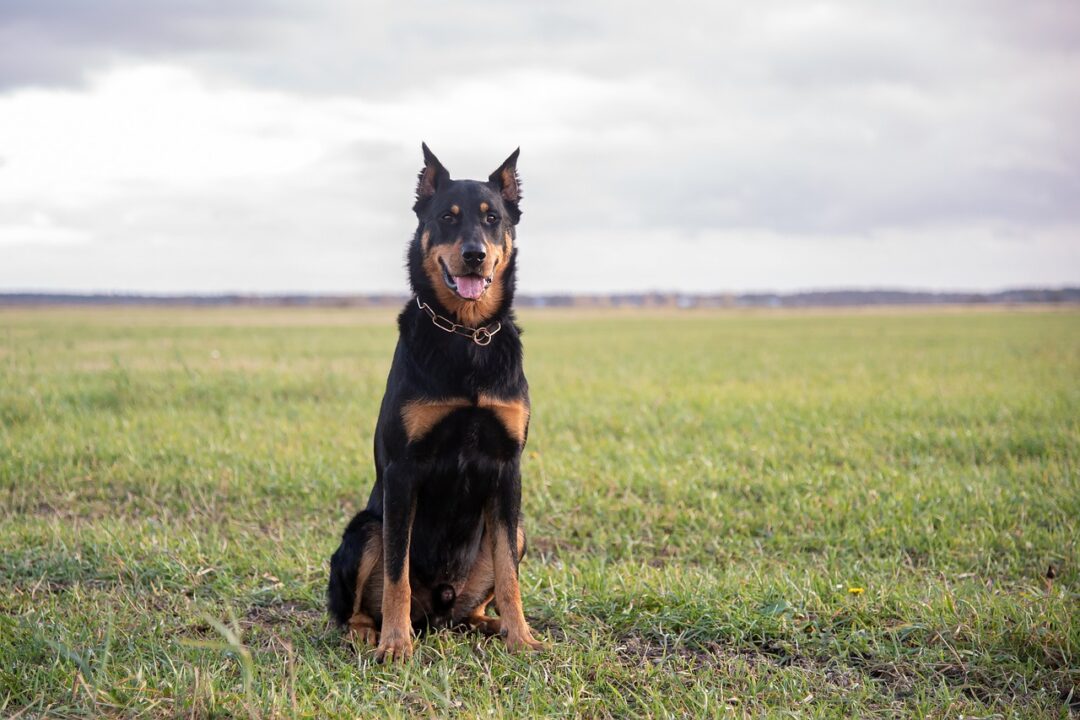 9 Daily German Shepherd Exercise Routines For Perfect Health