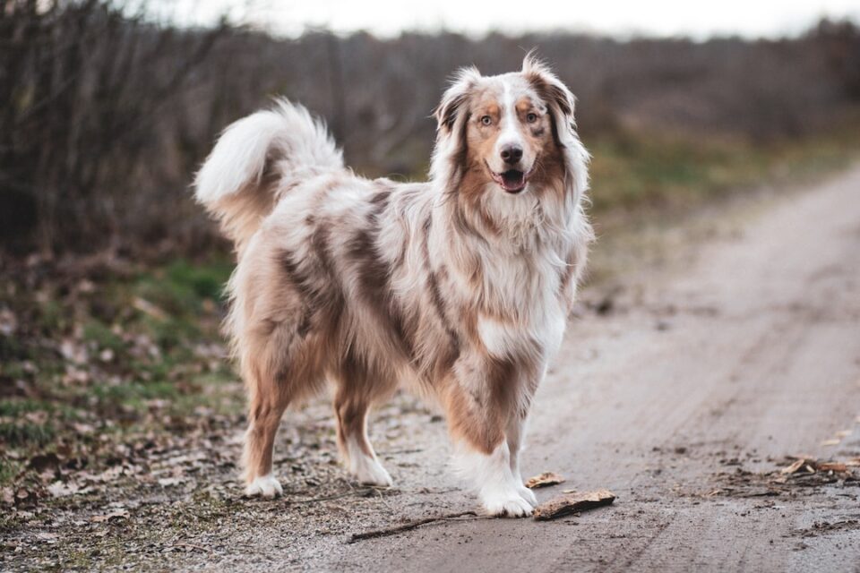 The Unusual Silver German Shepherd: What Should You Know?