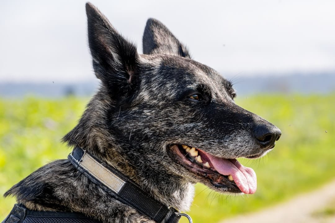 Dutch Shepherd Dog Breed Guide | Anything German Shepherd