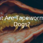 German Shepherd Tail Types - Positions and Their Meaning | Anything ...