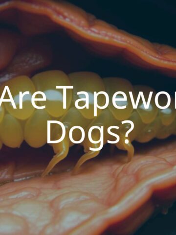 Smegma in Dogs: What Is It and When to Worry | Anything German Shepherd