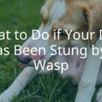 German Shepherd Tail Types - Positions and Their Meaning | Anything ...