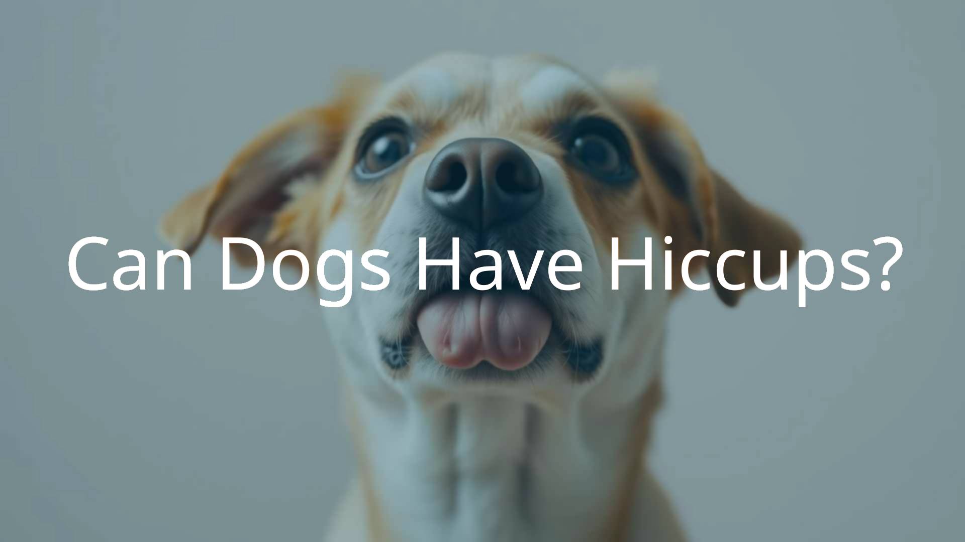 Can Dogs Have Hiccups Anything German Shepherd