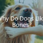 German Shepherd Tail Types - Positions and Their Meaning | Anything ...